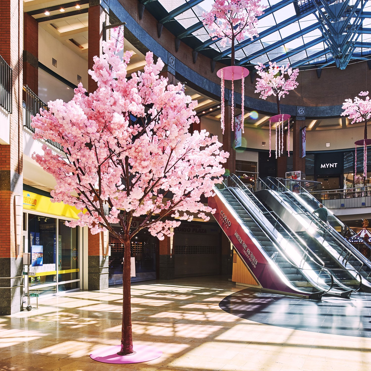 Cherry tree "Nara" - 3 m | Nara : Globall Concept